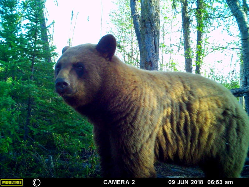 Manitoba Canada Spring & Fall Guided Bear Hunting Trips