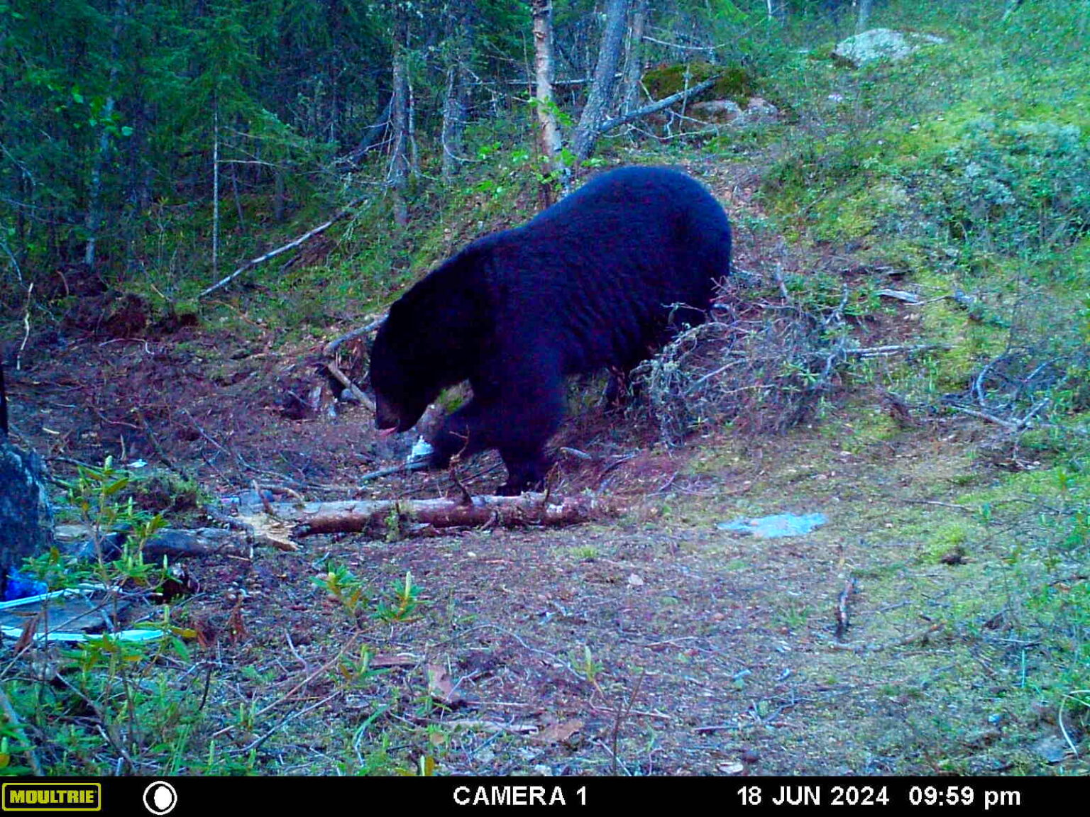 Manitoba Canada Spring & Fall Guided Bear Hunting Trips