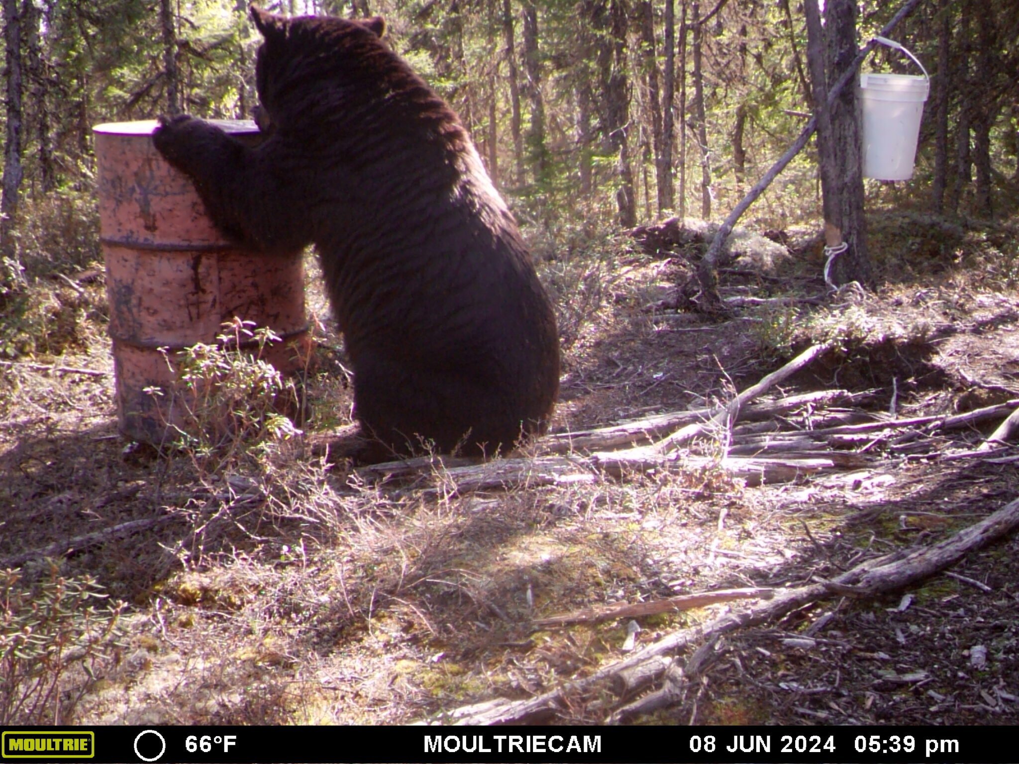 Manitoba Canada Spring & Fall Guided Bear Hunting Trips